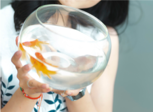 literature-circles – Rooster's Teaching Resources